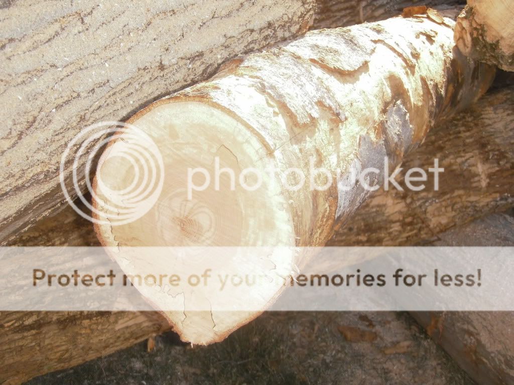 Punky wood | Arboristsite.com