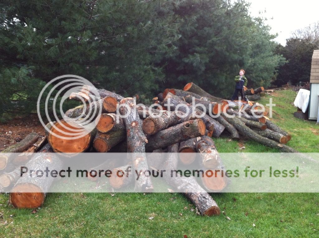 Best Smelling Wood | Page 2 | Arborist, Chainsaw & Tree Work Forum