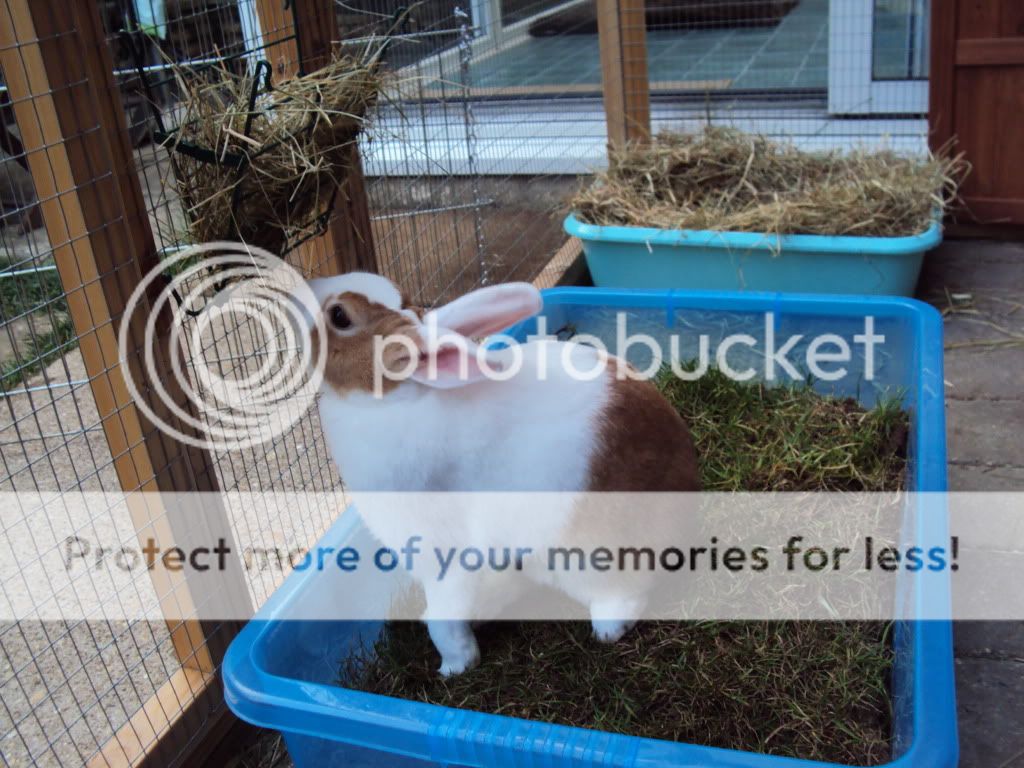 Pixie's digging box | Rabbits United